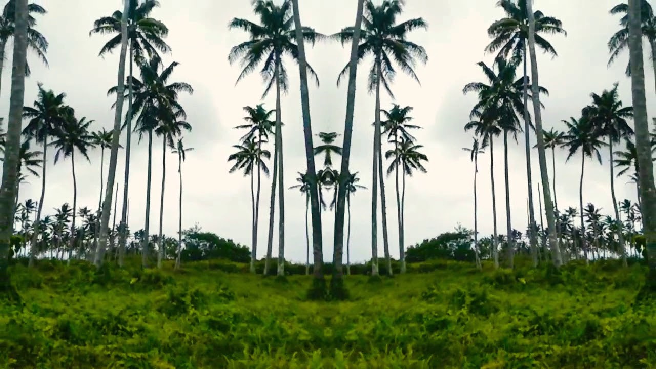 Vaiea coconut farm. - YouTube