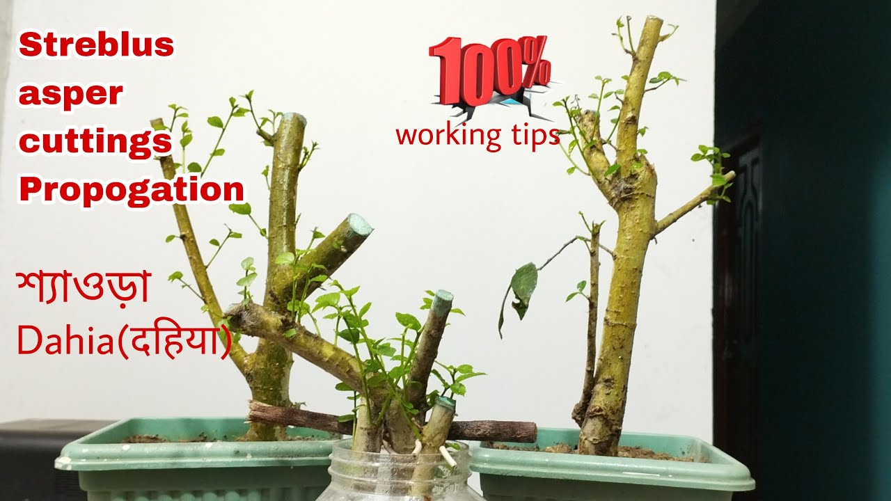 How to grow streblus asper cutting successfull (শ্যাওড়া, सिउरा / सिहोर ...