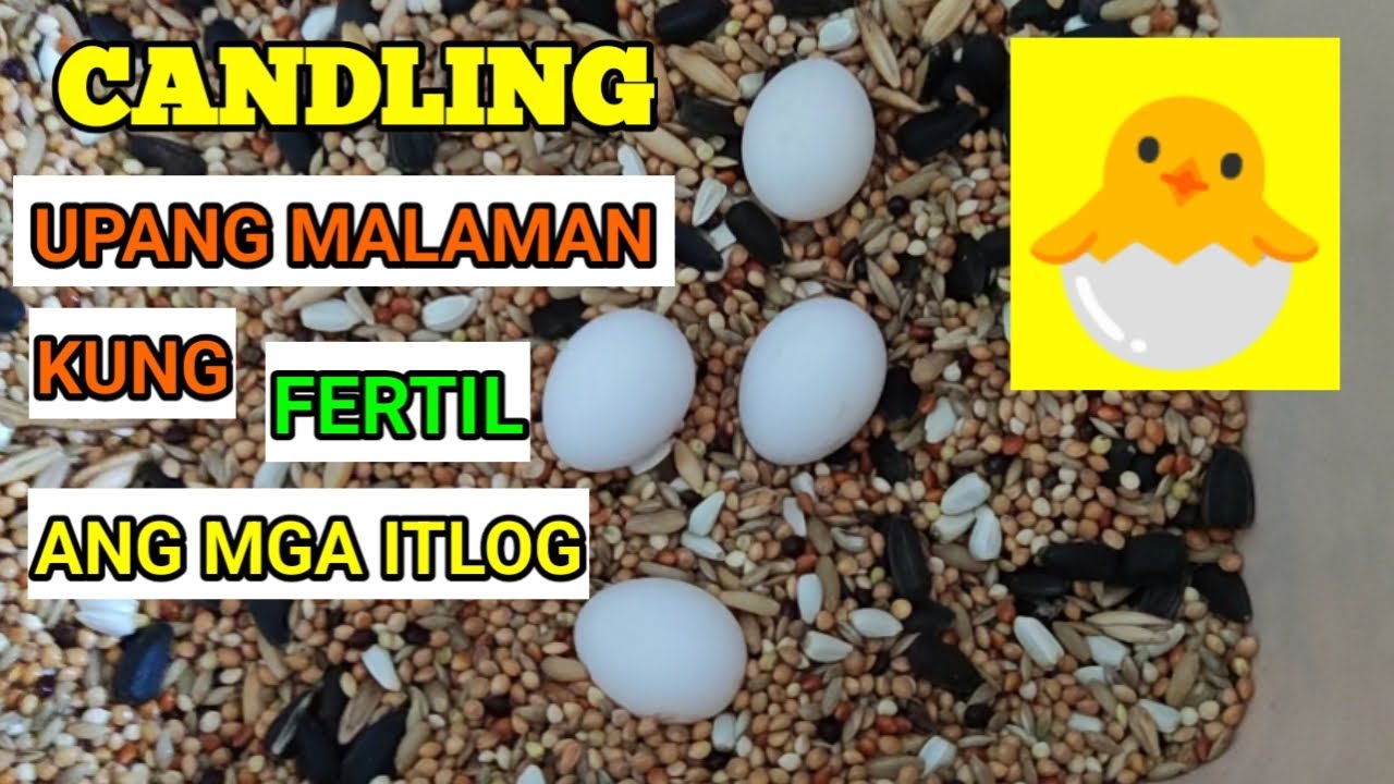 CANDLING UPANG MALAMAN KUNG FERTIL ANG MGA ITLOG NG MGA AFRICAN ...