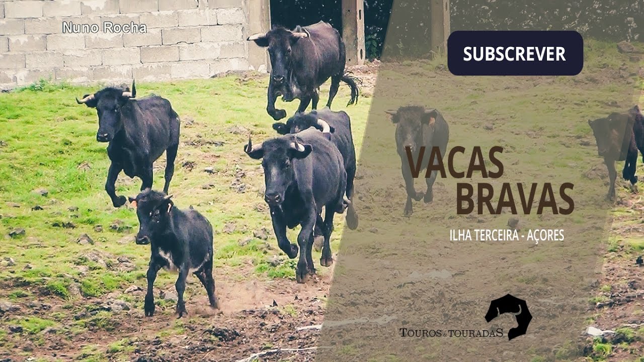 VACAS BRAVAS - YouTube