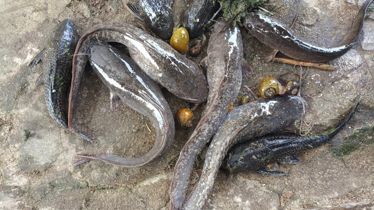 Mencari Dan Menangkap Ikan Lele Dumbo Ikan Sapu Sapu Keong Emas Youtube