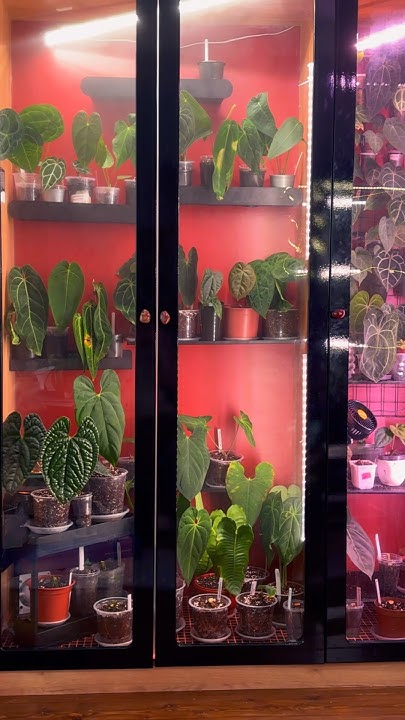 Витрина для растений #растения #plants #garden #plantlover - YouTube