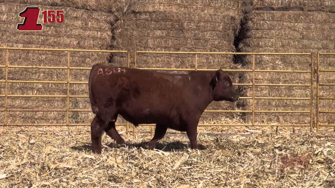 Beckton Red Angus 2014 Sale Lot 155 - YouTube