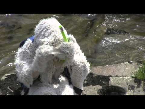 Bryony the scuba bear