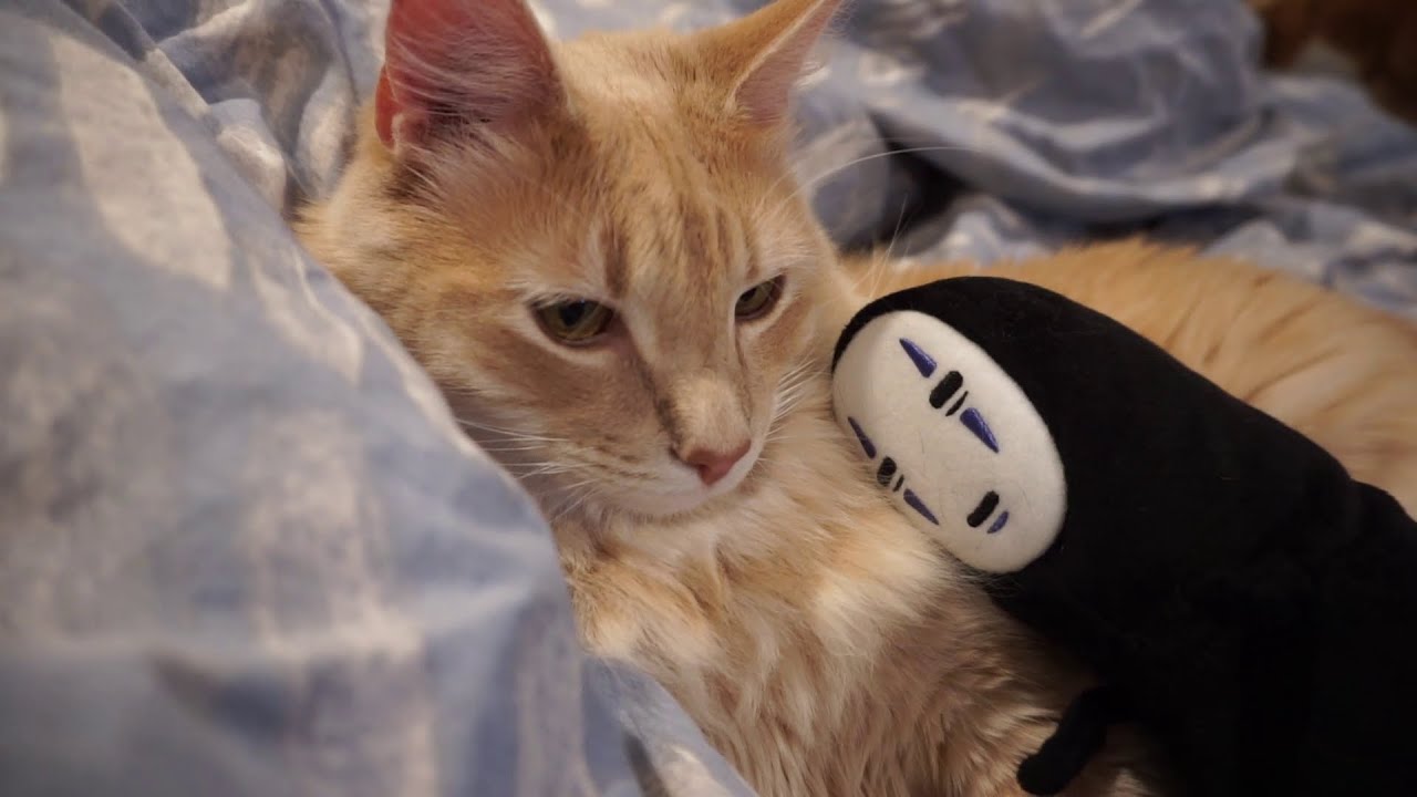 No-Face spends the day with the cats - YouTube
