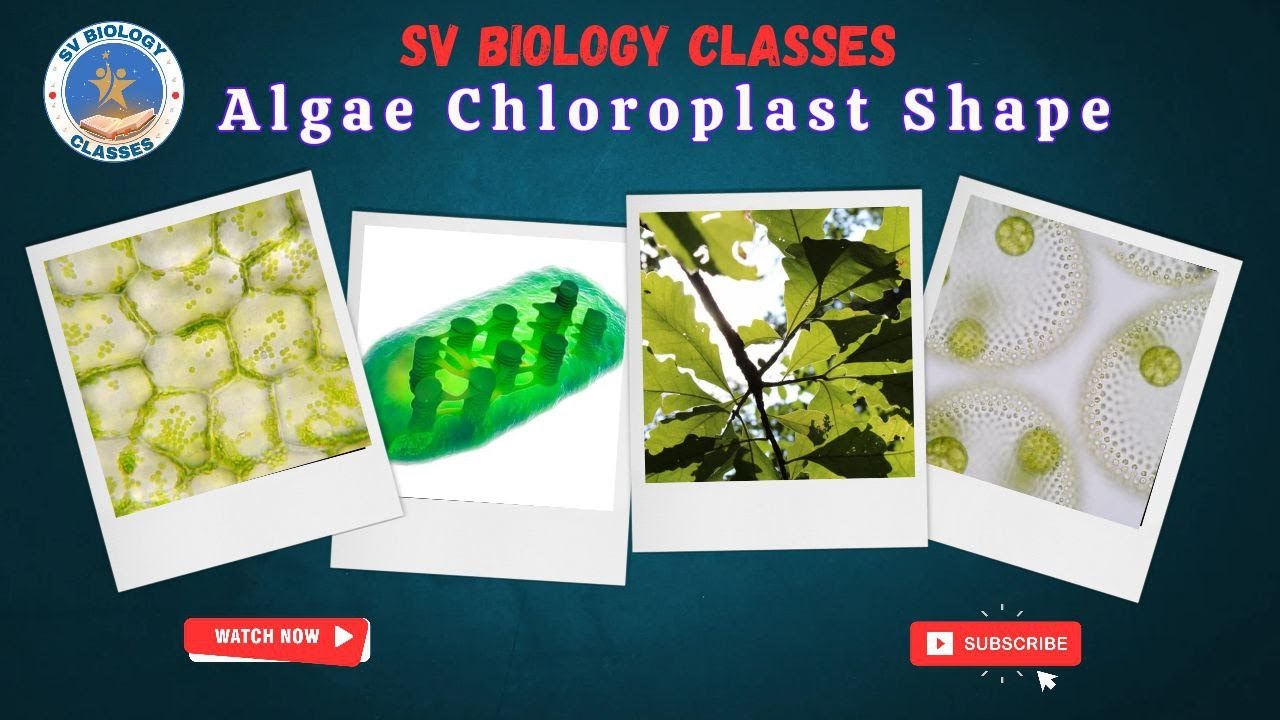 Algae Chloroplast Shape | MSc Entrance & Assistant Professor - YouTube