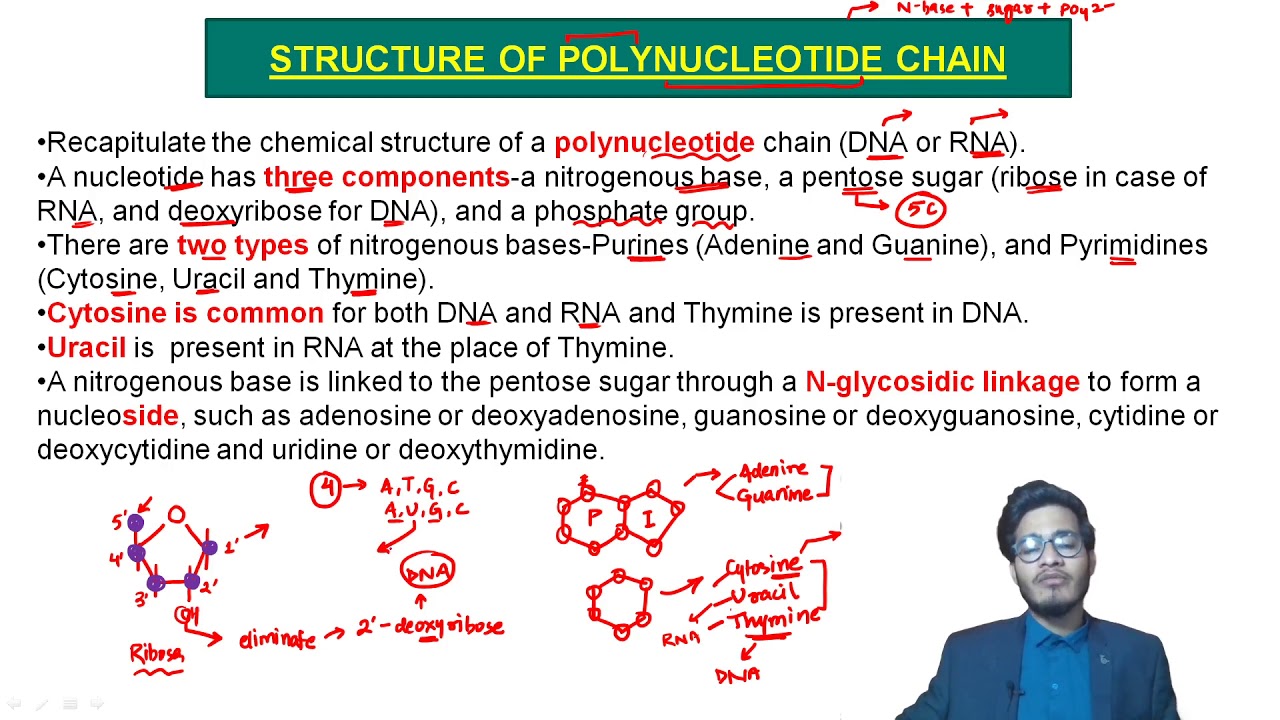 Polynucleotide Definition