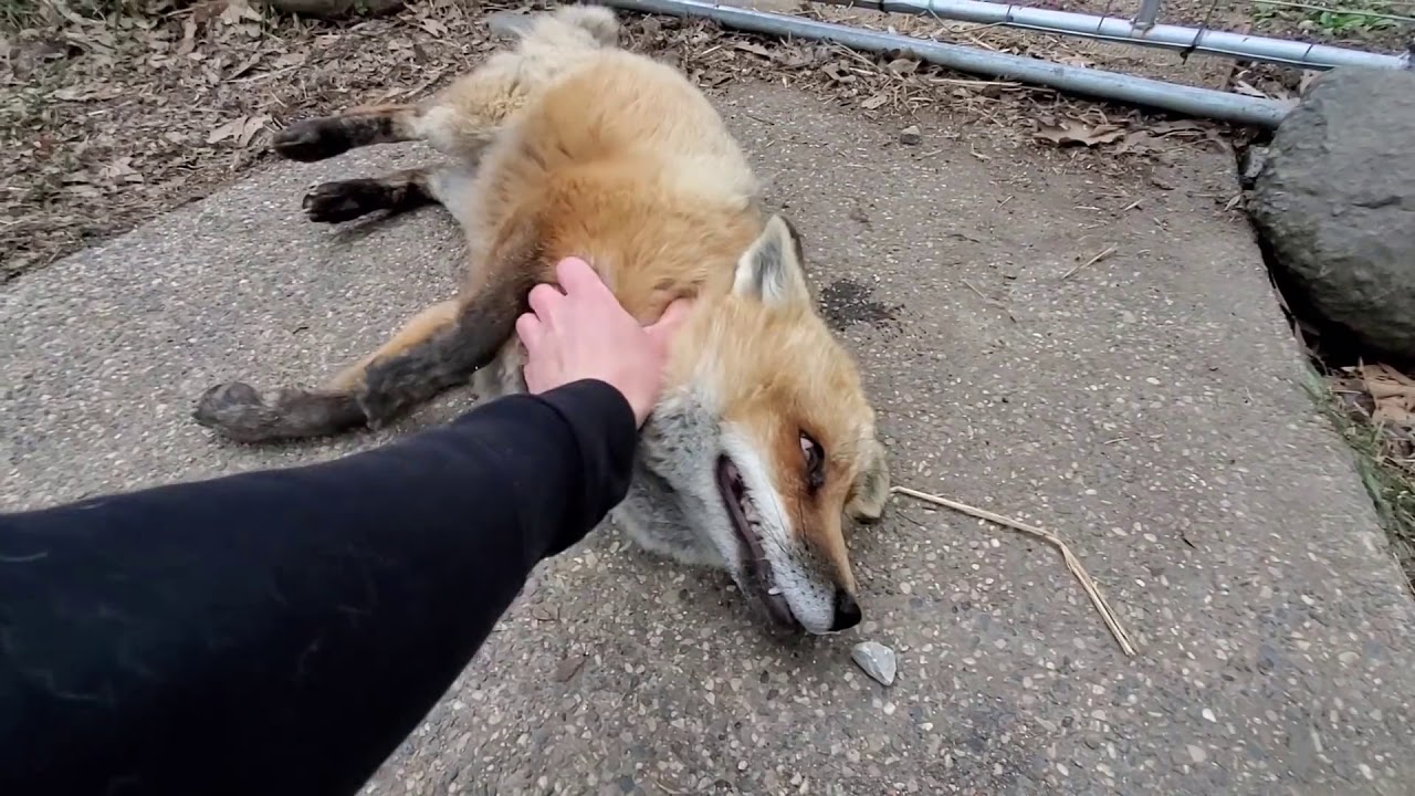 The foxes that go HEHEHE. fox. Save a fox. Saveafox. Uploads from Save ...