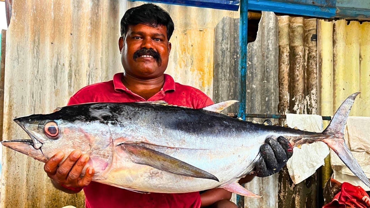 KASIMEDU CHEETAH DURAI TUNA FISH CUTTING VIDEO CUTTING FOCUS - YouTube