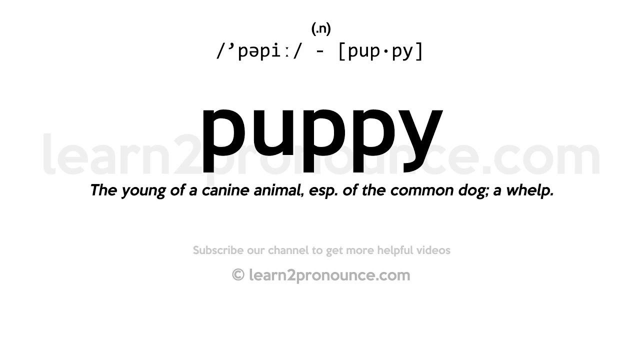 Pronunciation of Puppy | Definition of Puppy - YouTube