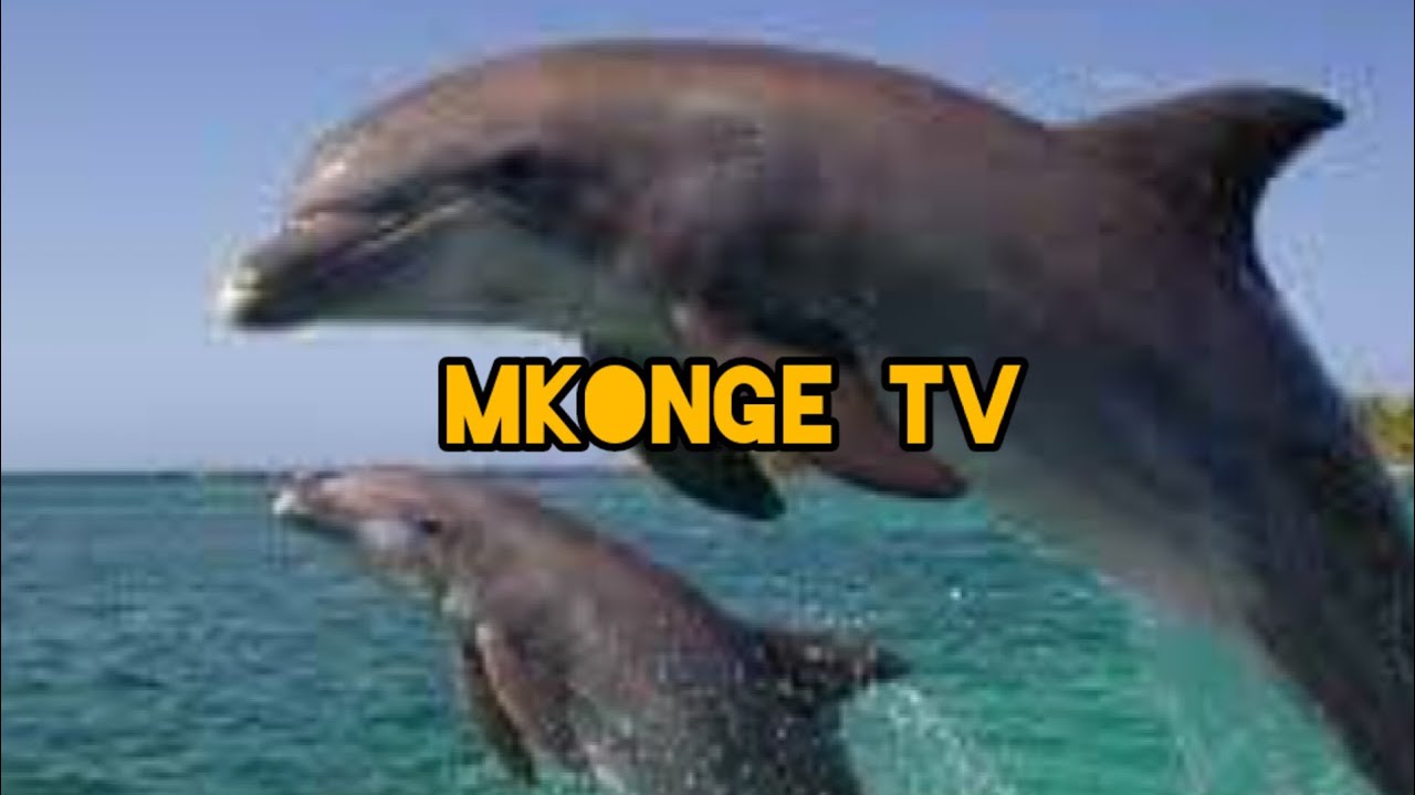 Pomboo(Dolphin ) ni samaki mwenye akili kumkaribia binadamu (Amazing )# ...