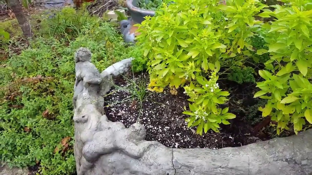 Basil Fino Verde in 'The Climbers', November 5, 2018 - YouTube