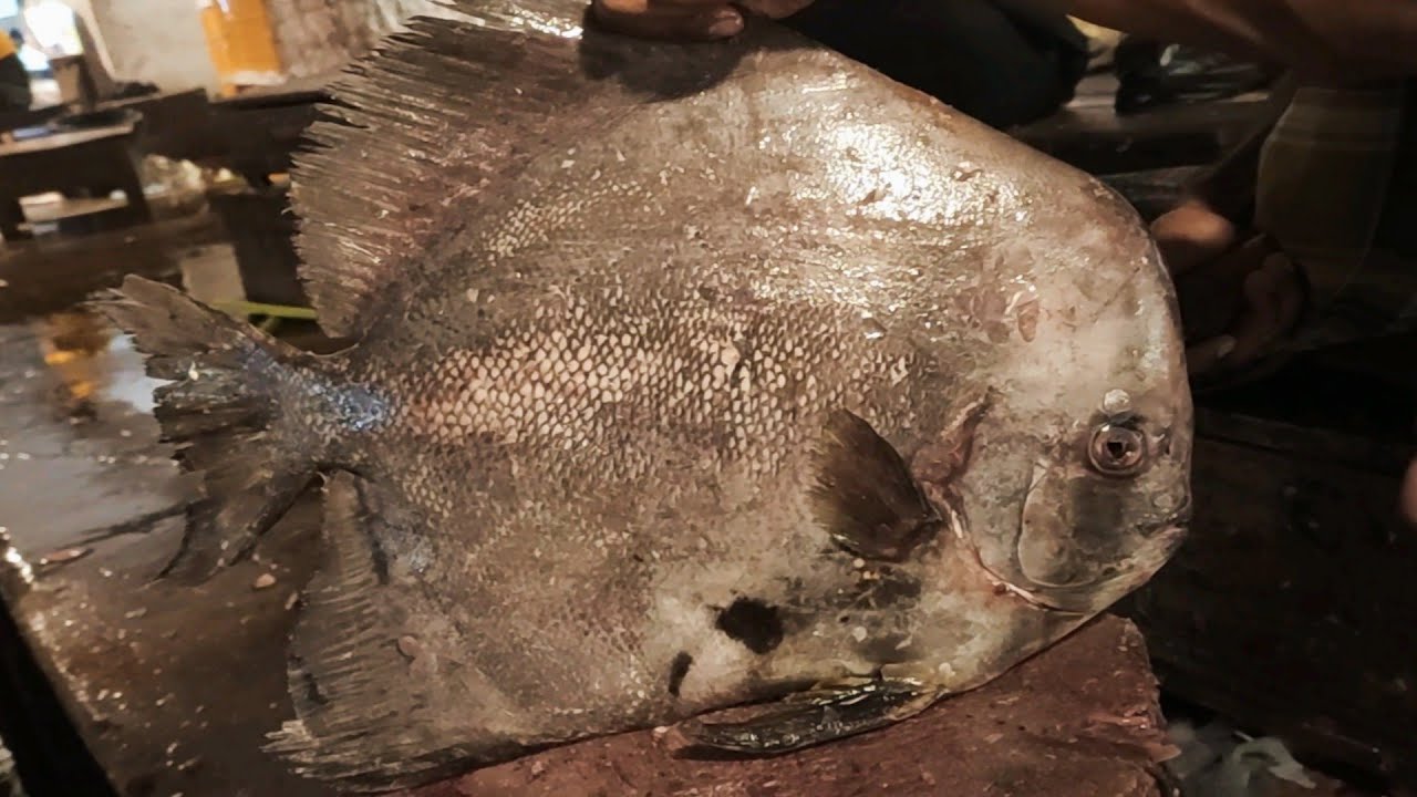 Amazing Giant Bat Fish Cutting Skills Live In Bangladesh Fish Market By ...