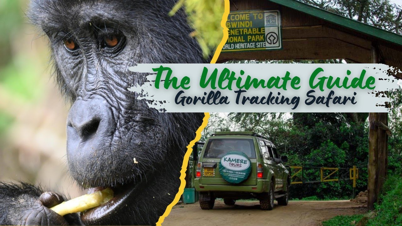 Unforgettable Uganda: Gorilla Tracking Adventures - YouTube