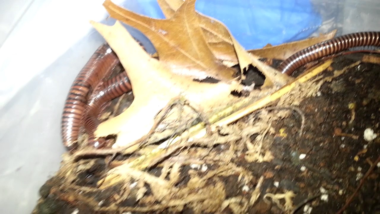Desert Millipedes Closeup & Enclosure - YouTube
