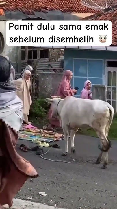 Seekor sapi lepas dan mendatangi para jemaah sholat ied 🐮 #shorts #sapi - YouTube