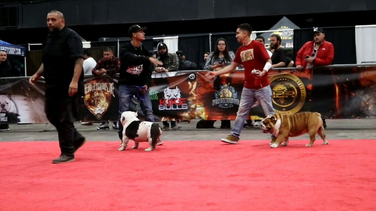 West Coast Bully Expo 4 2019 Hotshot Bulldogs Winning Best English ...