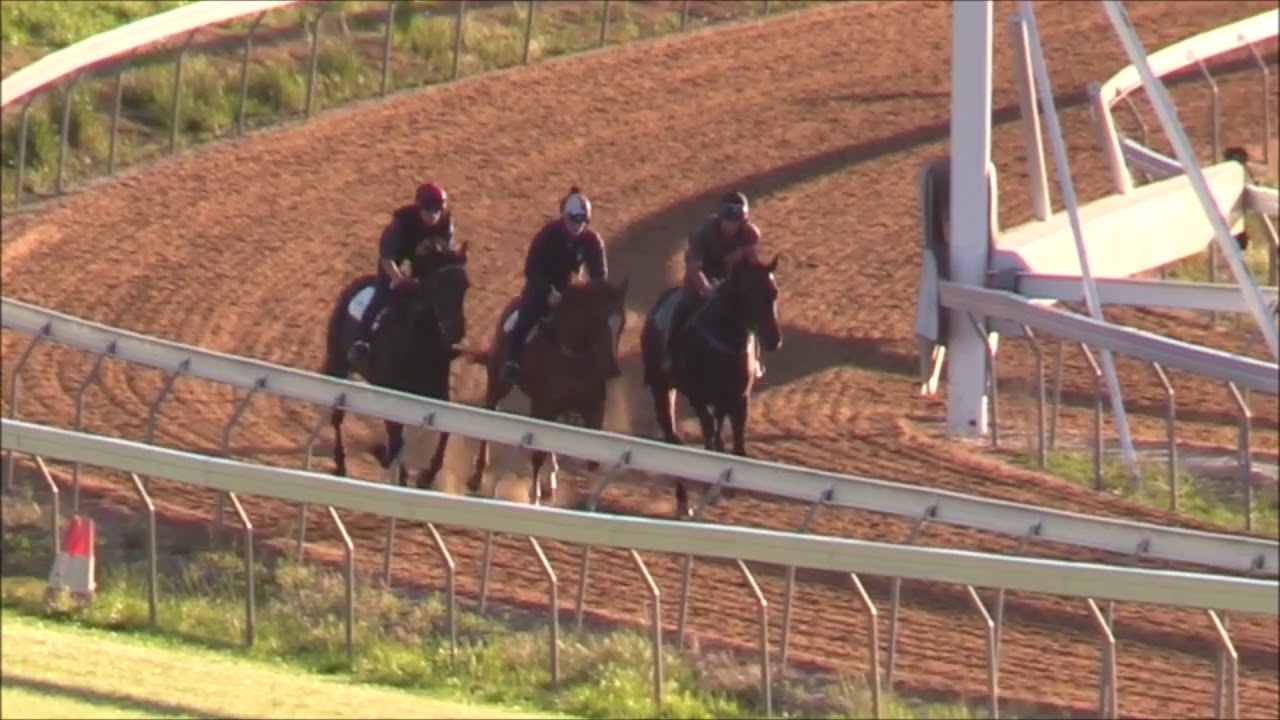 Nicconi x Cyclone Annie - 31st Oct 2018 Track Gallop - YouTube