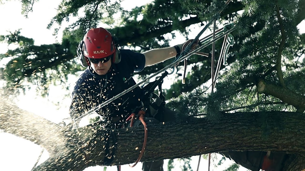The tree surgeons of RBS Treeworks at work - YouTube