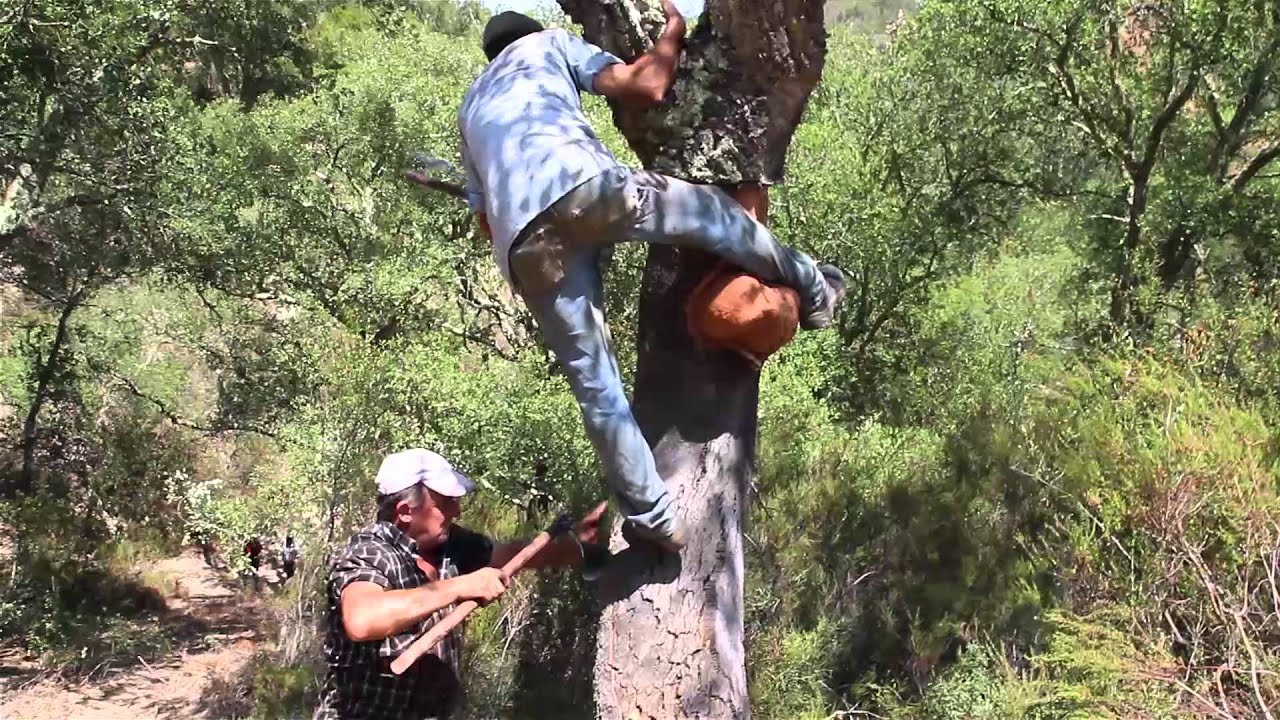 Harvesting of cork in Portugal - YouTube