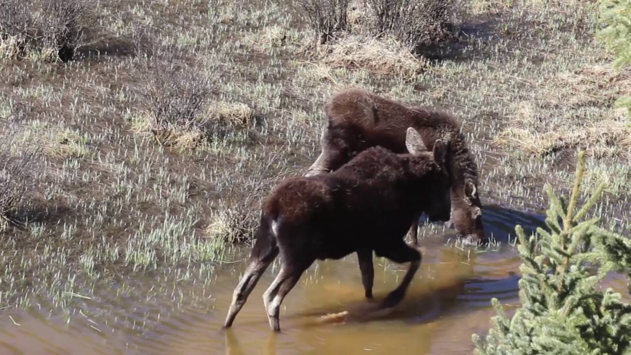 Moose Baby gives mother Moose a loving kiss filmed in the wild by Hanaa ...