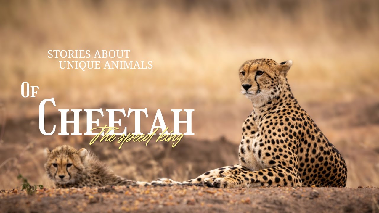 Cheetah : Nature’s Speed Demon - YouTube