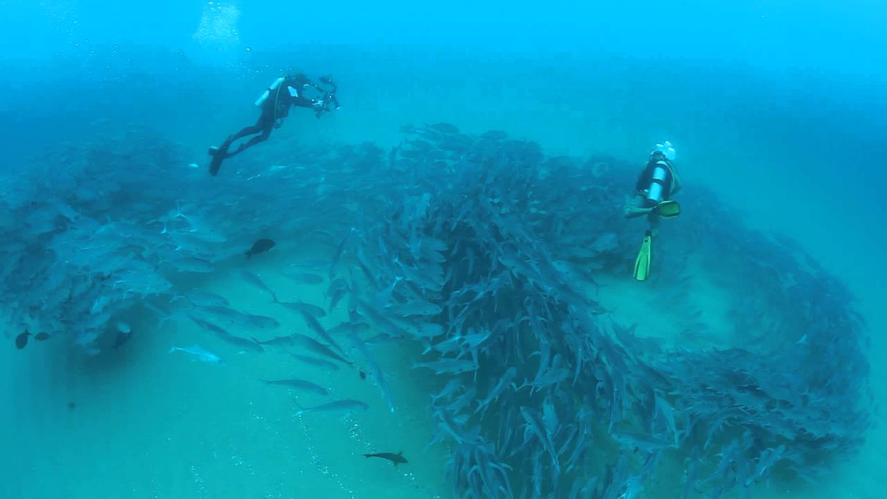 2016 Cabo Pulmo Cabo Diver- Diving in Baja - Cabo San Lucas Mexico ...