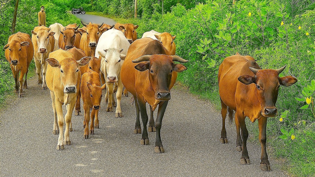 Herding a herd of tame cows, cute cows running around happily, cute ...