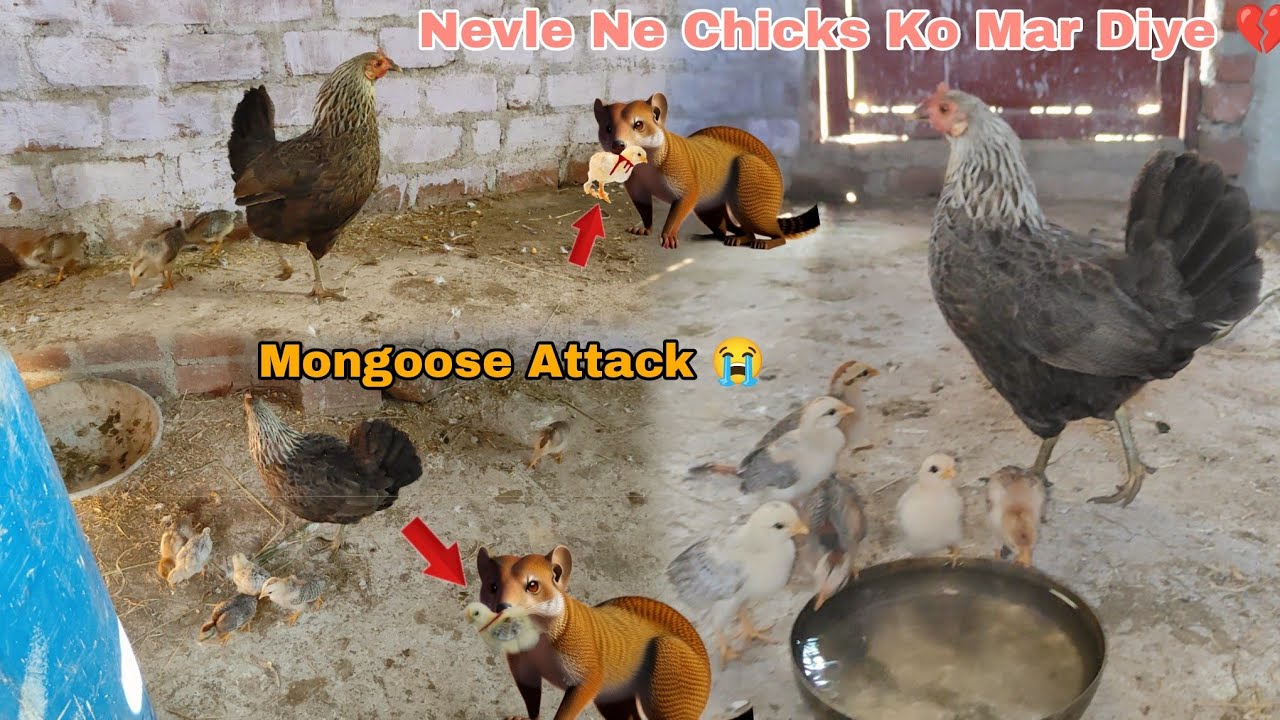 Nevle Ne Chicks Ko Mar Diya 💔|| नेवले ने चुजो को मार दिया 😭 || Mongoose ...
