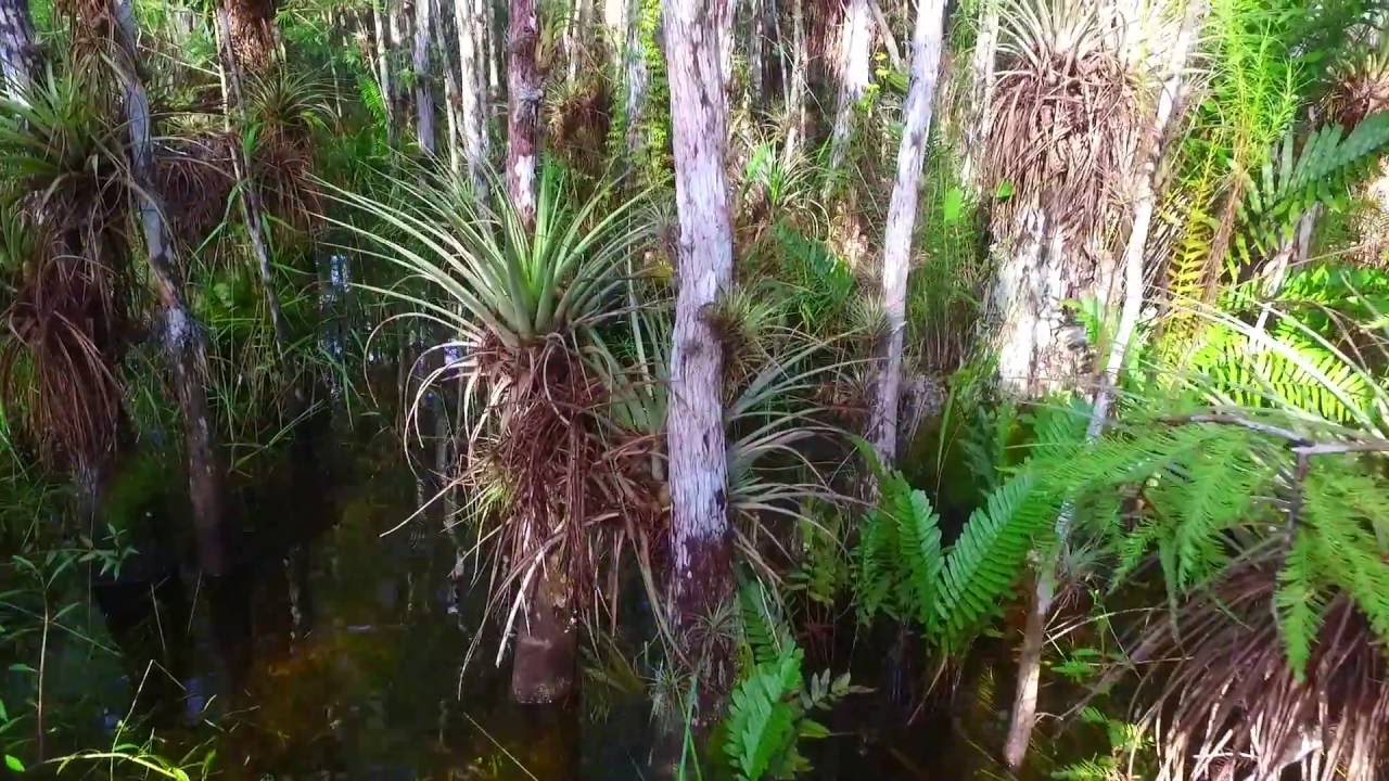 JW Corbett Florida Trail - YouTube