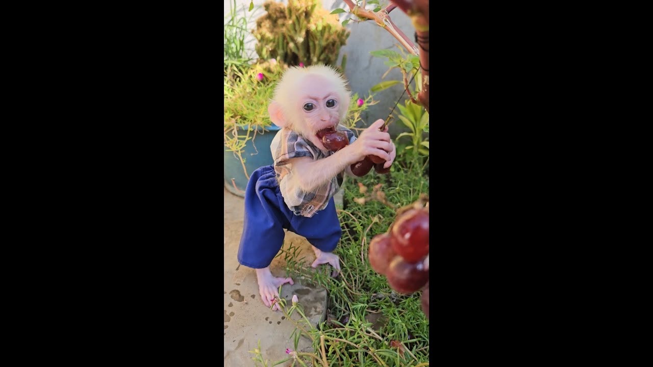 Challenge of the Day! Cutest Boy Jack's Epic Grape Eating Adventure ...