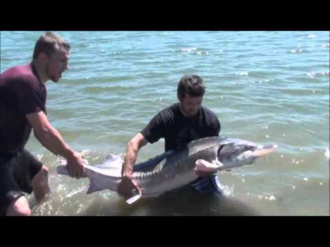 Ryby,viza,kapr,jeseter,big fishing - YouTube