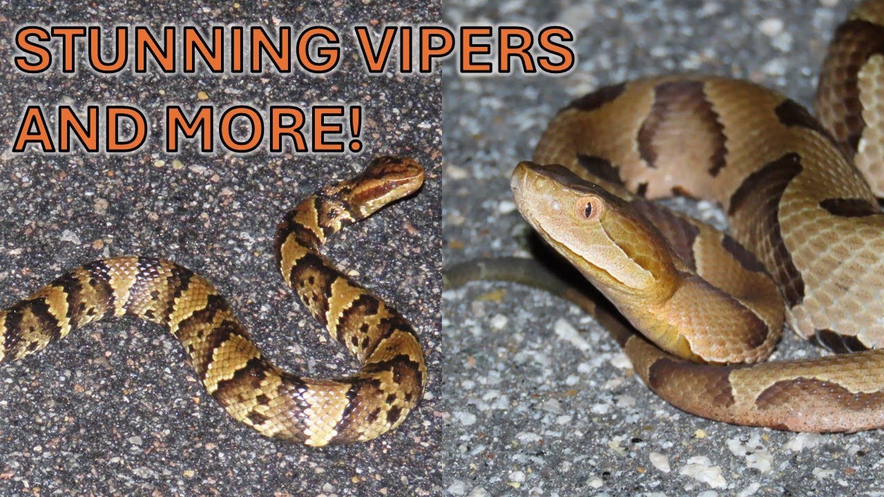 Lifers and Stunning Vipers in Coastal NC! Tons of Snakes and Frogs on ...
