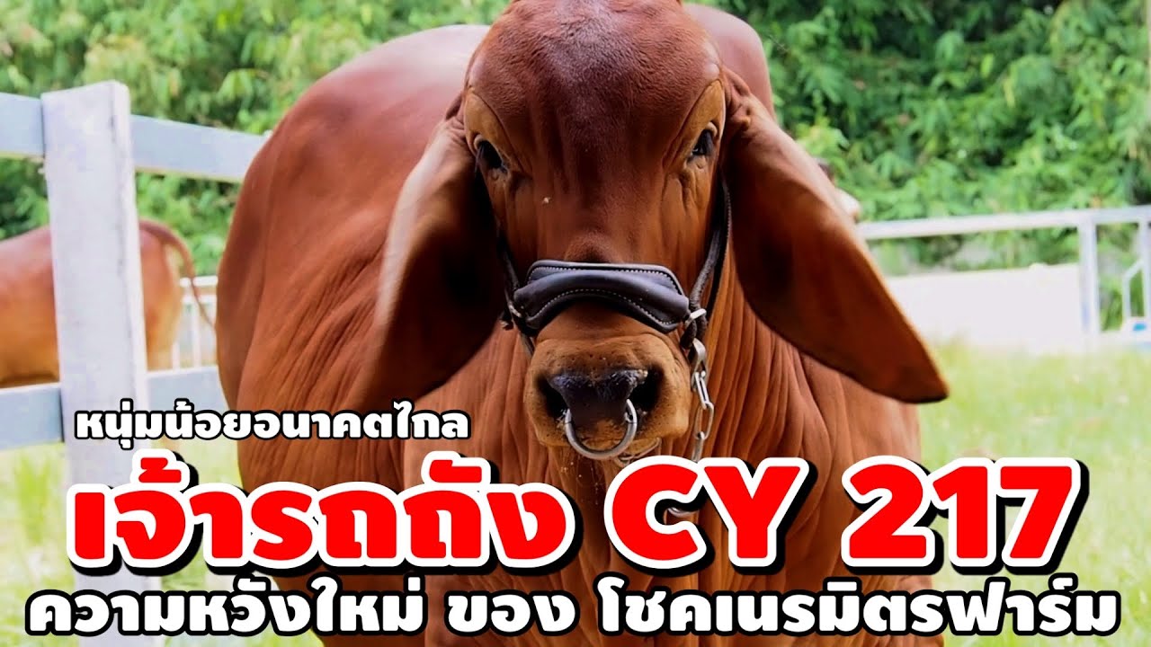 เจ้ารถถัง CY217 ฉายา CYน้อย พ่อพันธุ์หนุ่มน้อยอนาคตไกล ความหวังใหม่ ของ ...