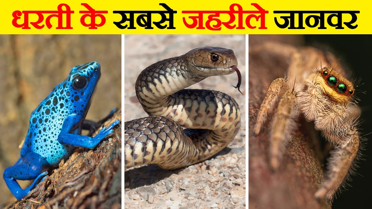 दुनिया के सबसे ज़हरीले जानवर | Most Poisonous Animals in the World ...