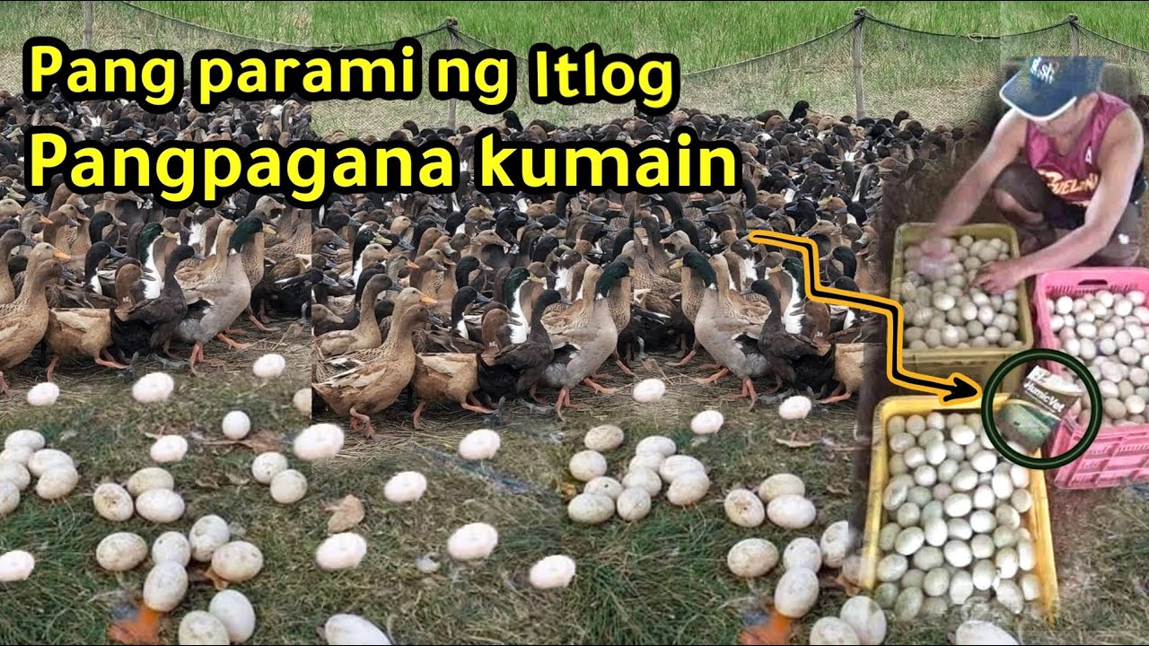 PANGPARAMI NG ITLOG PANG PAGANA KUMAIN | PASTOL LANG PERO TIBA-TIBA SA ...
