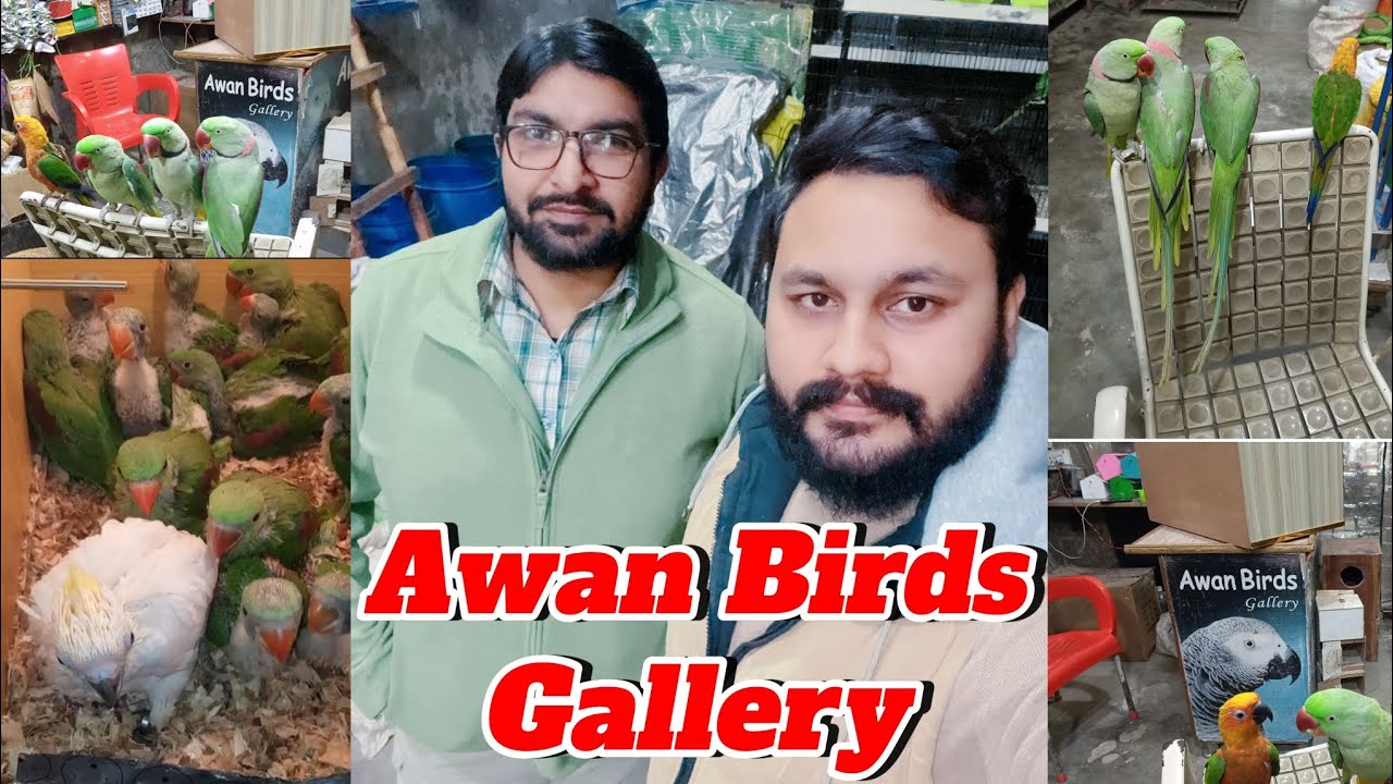 Visiting Awan Birds Gallery Part 2 | Very Beautiful Birds. - YouTube