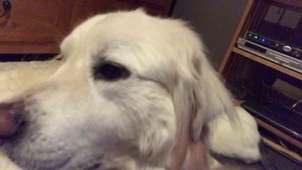 Great Pyrenees, dominant kitten, and me - YouTube