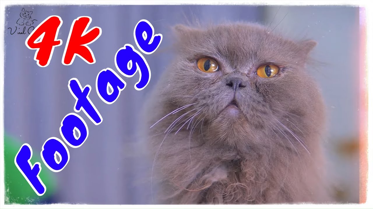 4K Quality Animal Footage - Cats and Kittens Beautiful Scenes Episode 3 ...