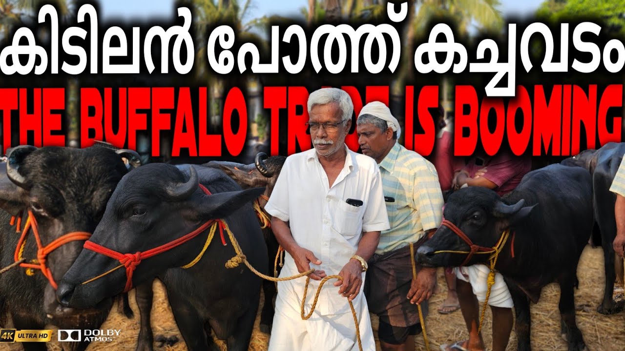 🐃കിടിലൻ പോത്ത്കച്ചവടം💸The Buffalo Trade is Booming | Chattipparamba ...