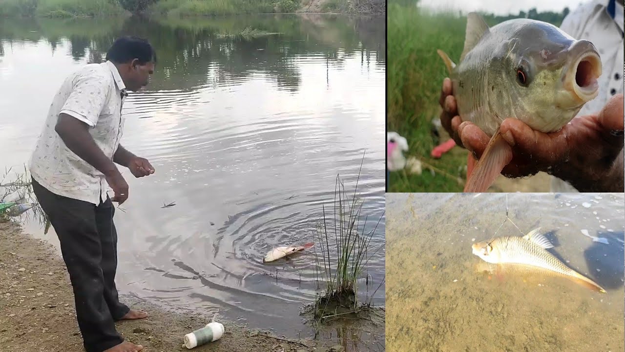 Rohu Fishes Fishing And Catching Guchcha Gal And Fidar Pap Up shikar ...