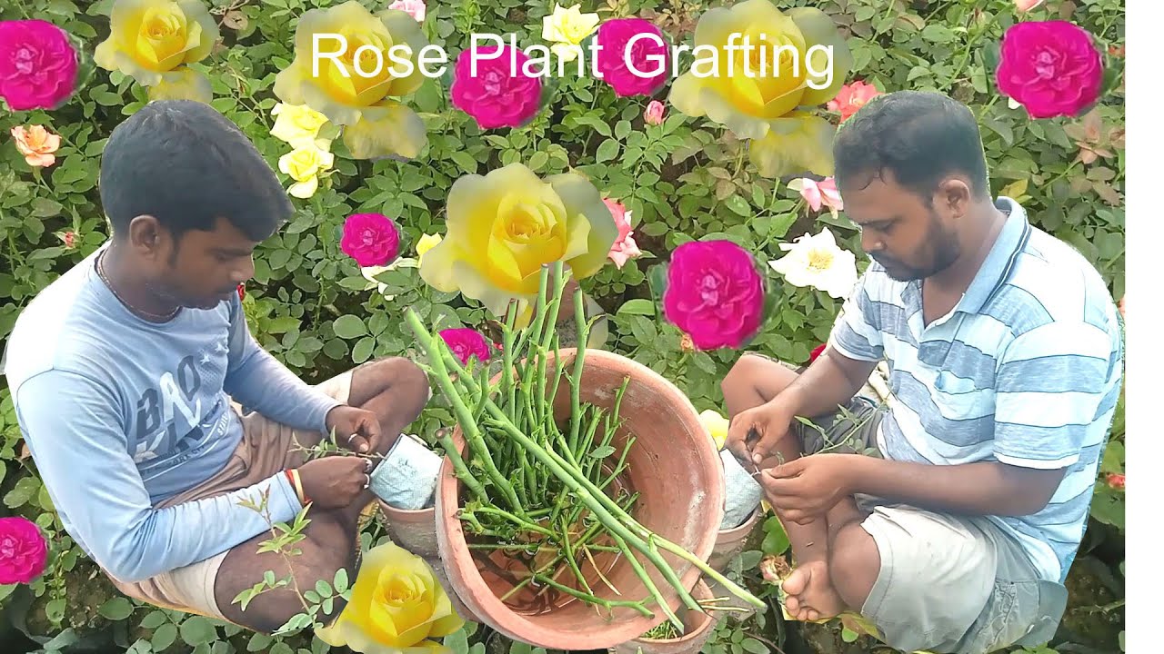 How to Graft rose plant || Rose plant grafting technique || Rose bud ...