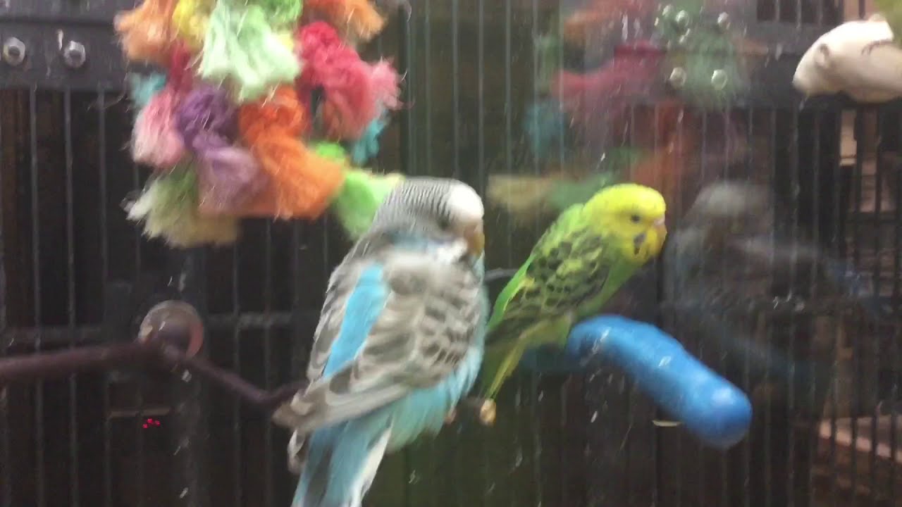 PetSmart Budgies/Parakeets (Волнистых попугаев) - YouTube