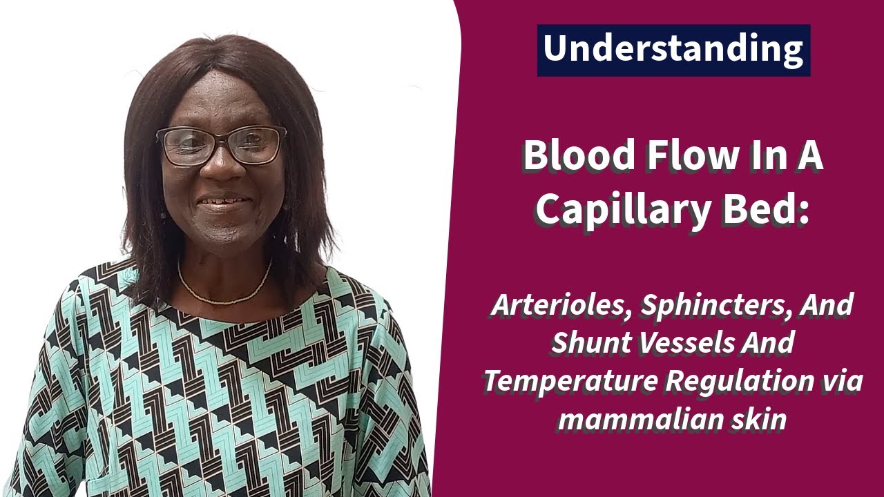 Blood Flow In A Capillary Bed: Arterioles, Sphincters And Shunt Vessels ...