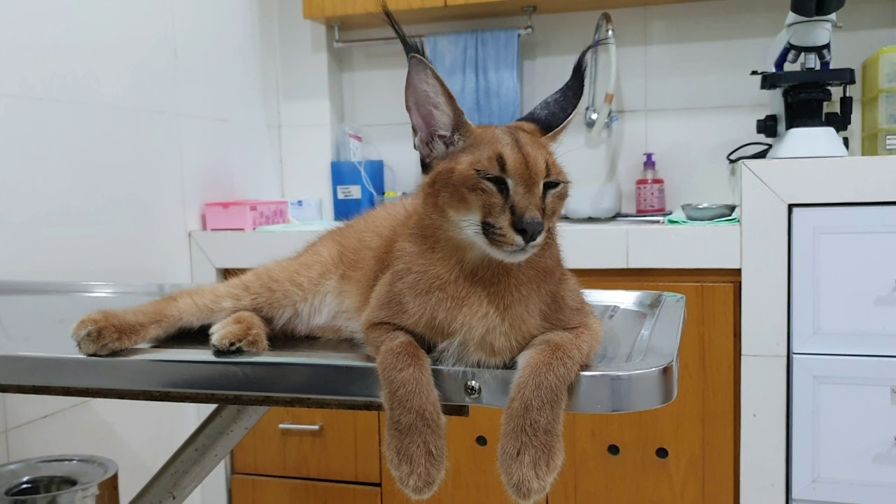 Kucing Caracal - YouTube