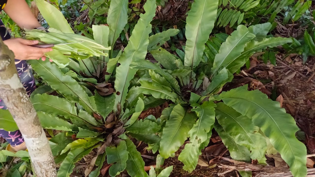 Ngulih ka kantuk rajang, daun sabung, daun getah enggau kemiding - YouTube