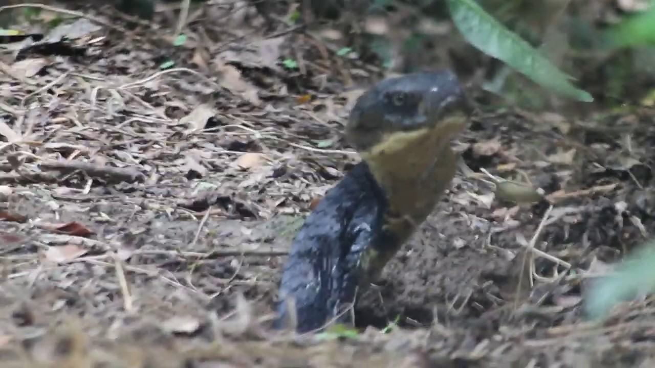 King Cobra in Nonaipara Tea Garden - YouTube
