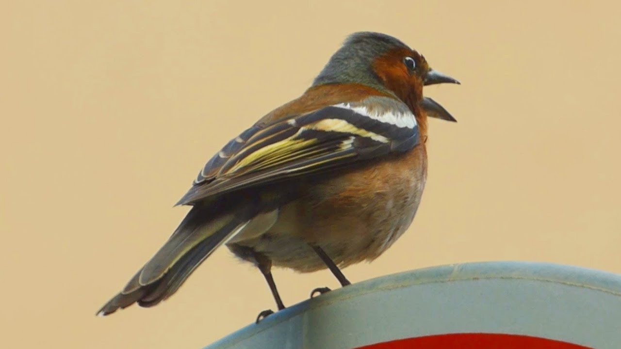 Pěnkava obecná - The Common chaffinch (Fringila coelebs) - ♂ - Hlas ...