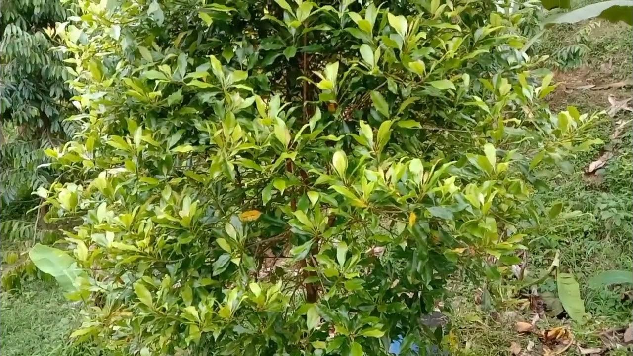 Pupuk Untuk Pohon Cengkeh,Agar Berbuah Lebat - YouTube