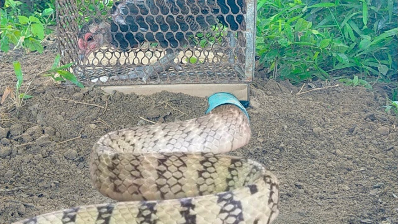 Watch how easy it is to trap an underground snake using a plastic tube ...